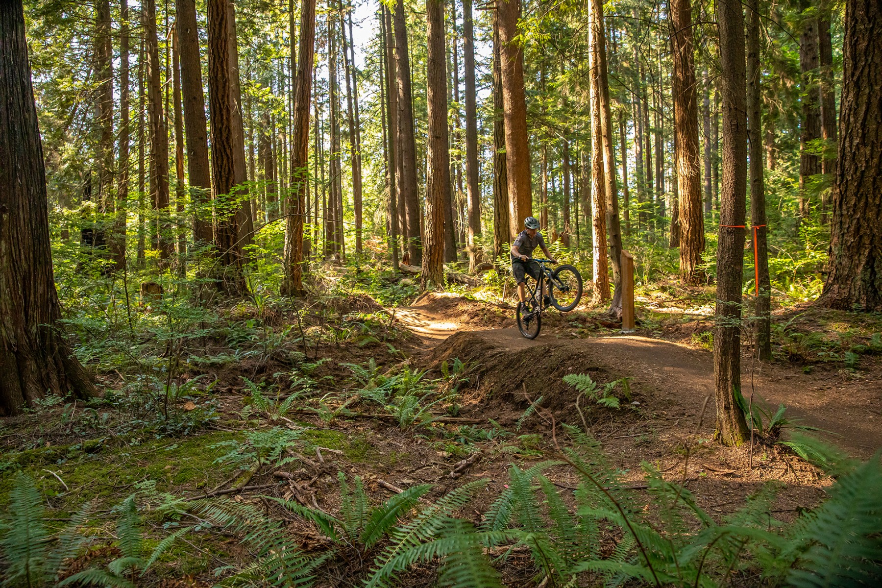 Explore Riverview Forest Park’s Fresh Trails - Tourism Coquitlam